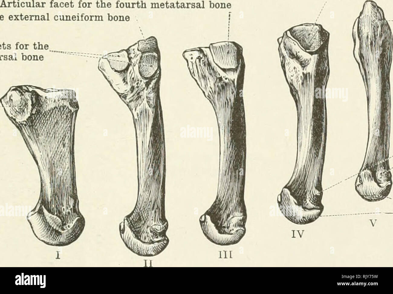 . An atlas of human anatomy for students and physicians. Anatomy ...