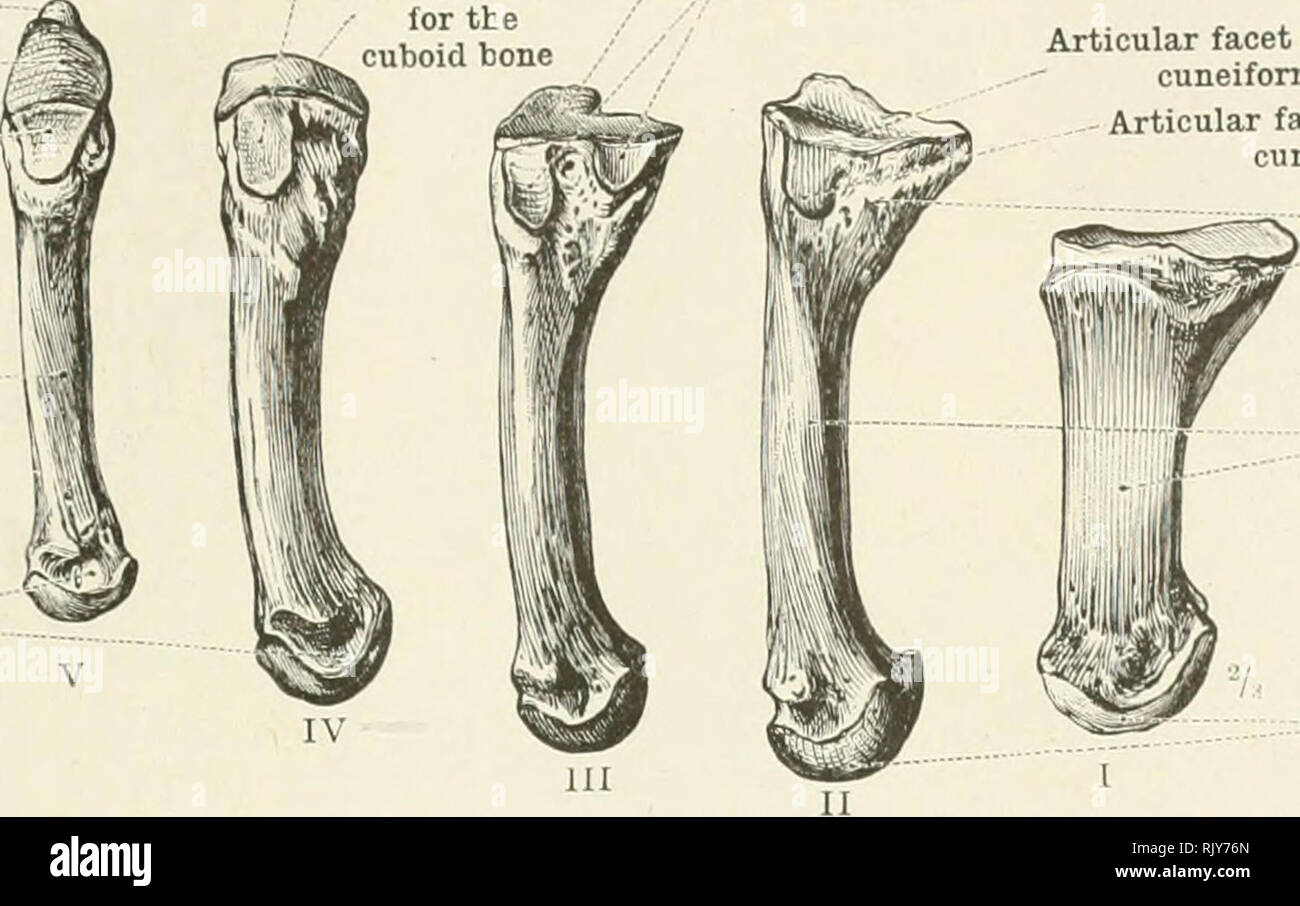 . An atlas of human anatomy for students and physicians. Anatomy. THE ...