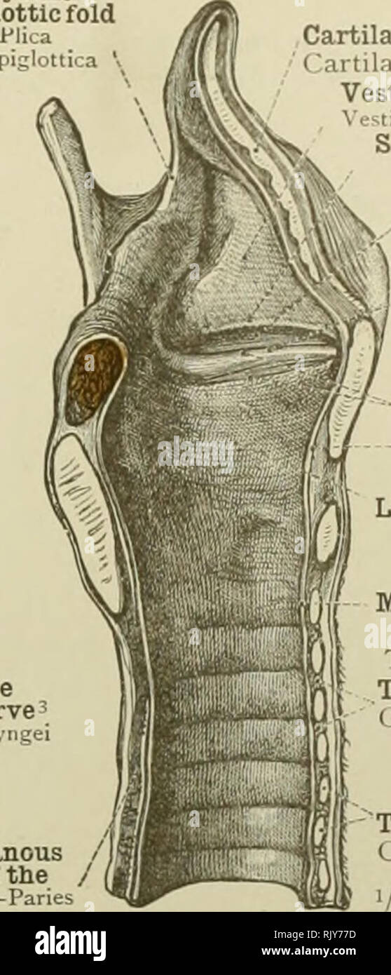 Laryngeal Nerve Stock Photos & Laryngeal Nerve Stock Images - Alamy