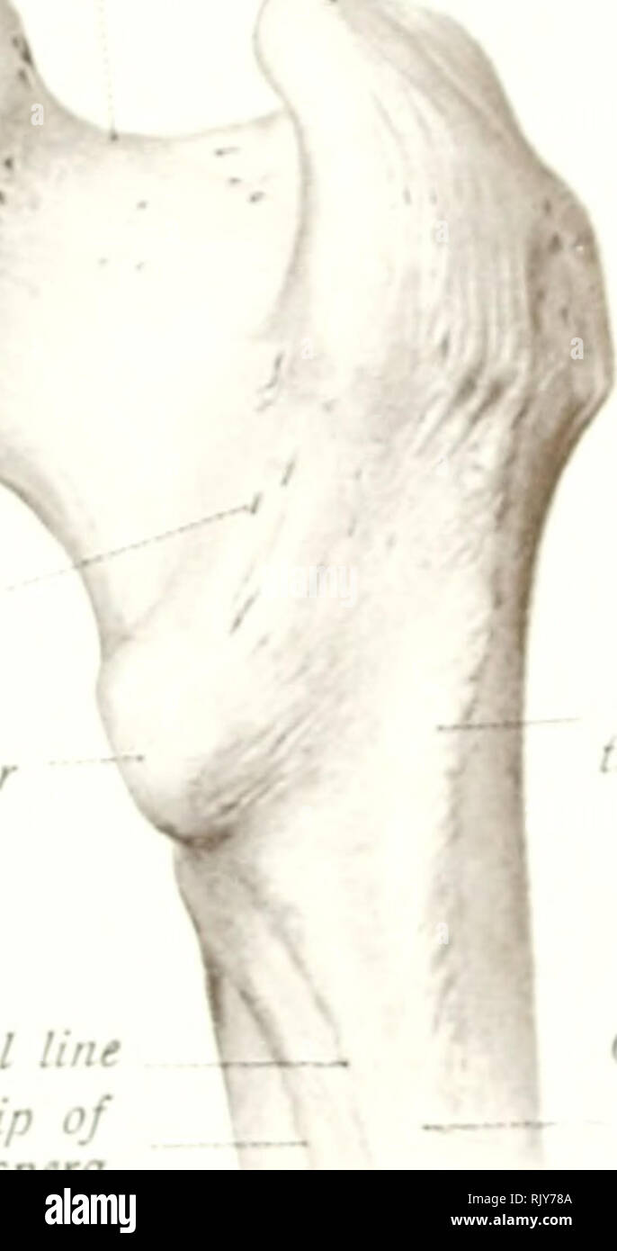 Linea aspera hi-res stock photography and images - Alamy