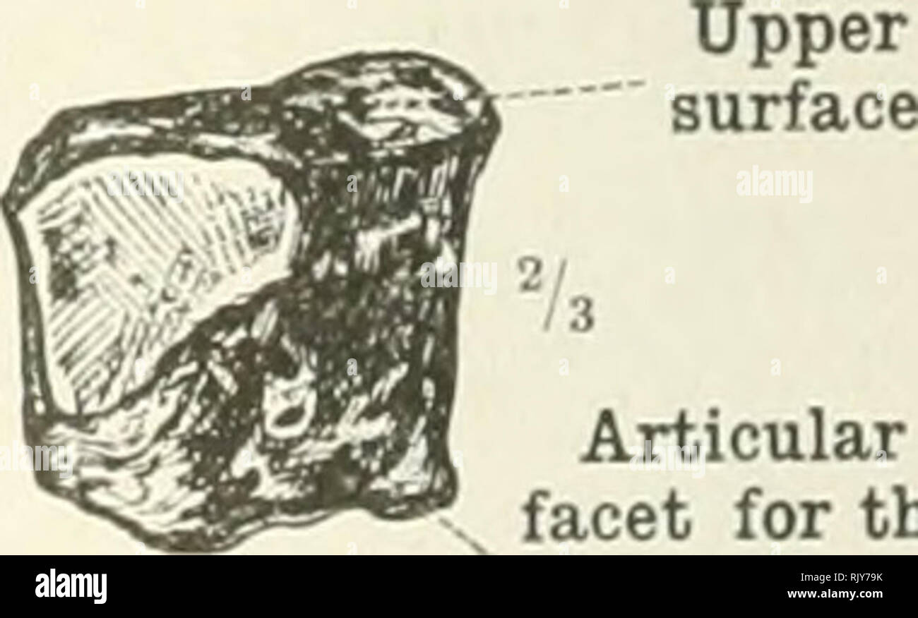 . An atlas of human anatomy for students and physicians. Anatomy. Inner ...