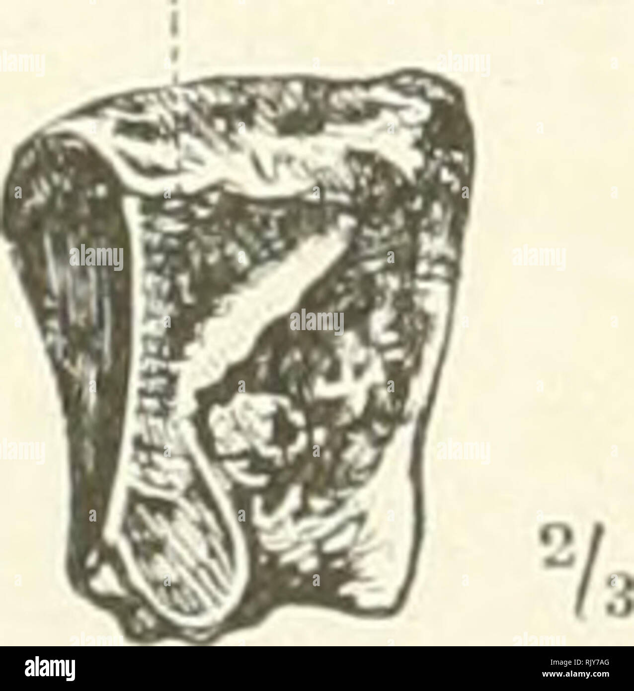 first cuneiform anatomy