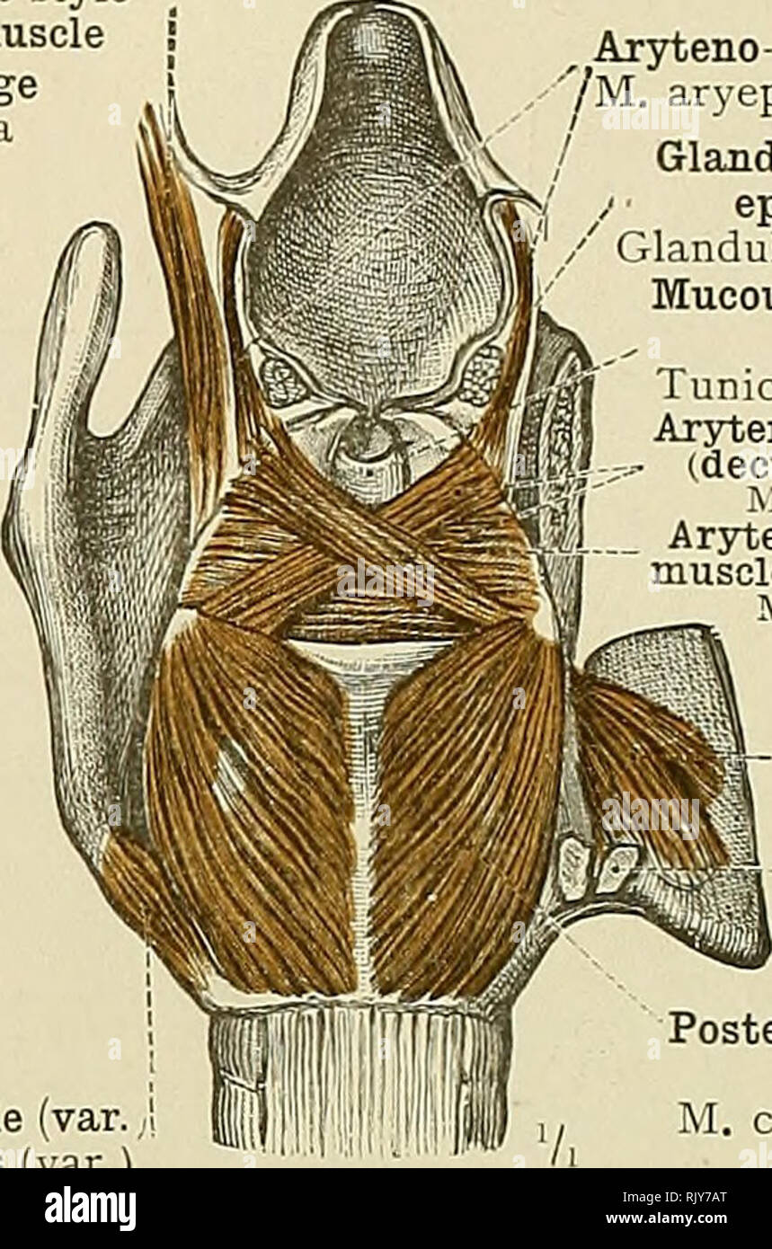 Thyrohyoid High Resolution Stock Photography and Images - Alamy