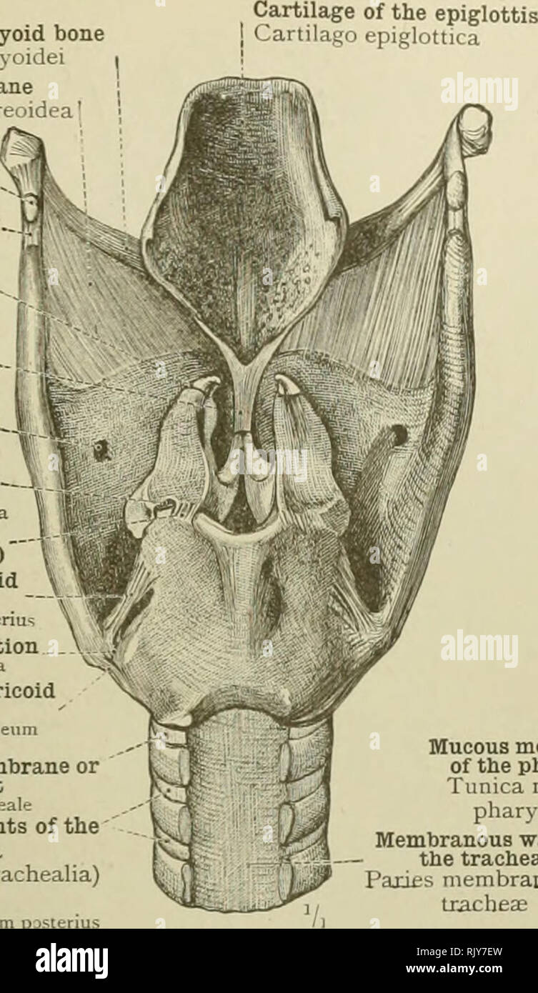 . An atlas of human anatomy for students and physicians. Anatomy ...