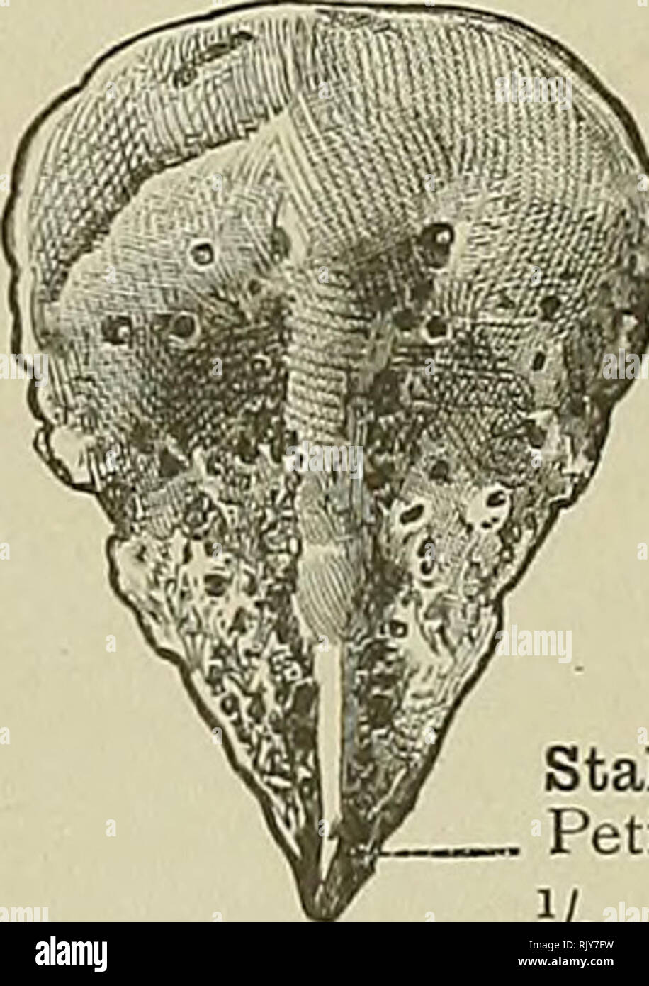 . An atlas of human anatomy for students and physicians. Anatomy ...