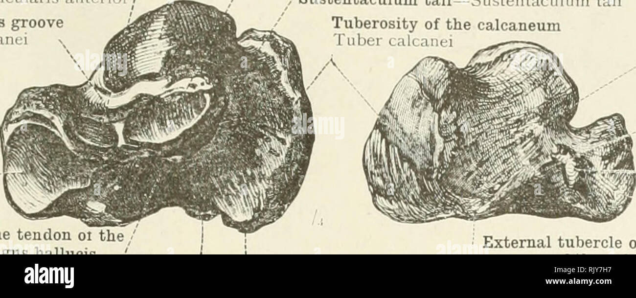 Sustentaculum tali hi-res stock photography and images - Alamy