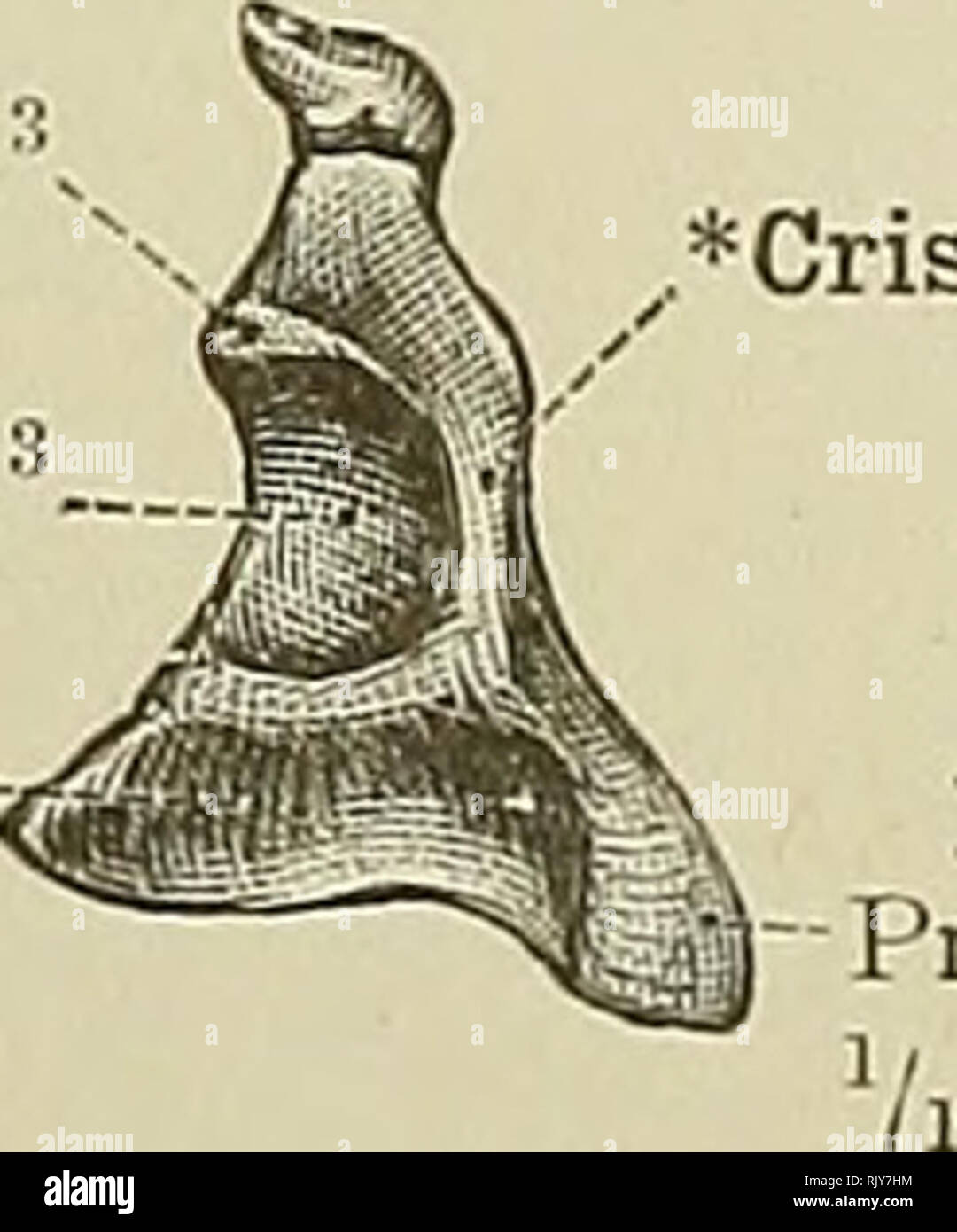 . An atlas of human anatomy for students and physicians. Anatomy ...