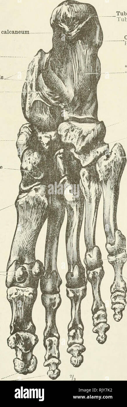 Sulcus tali hi-res stock photography and images - Alamy