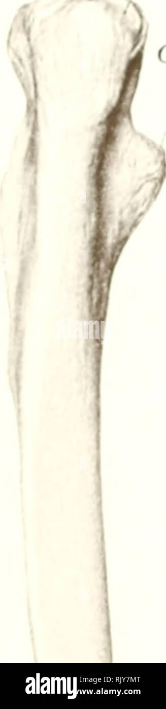 . Atlas and text-book of human anatomy. Anatomy -- Atlases ...