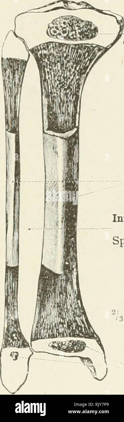 . An atlas of human anatomy for students and physicians. Anatomy ...