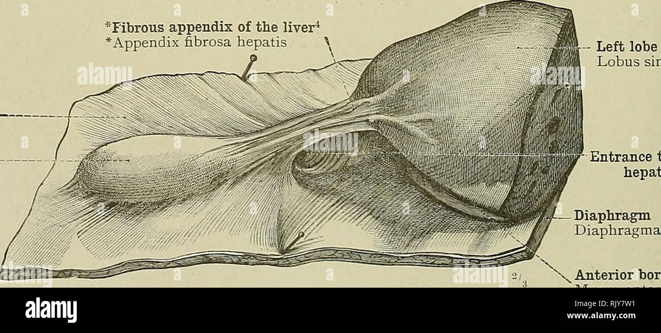 Plica Semilunaris Colon