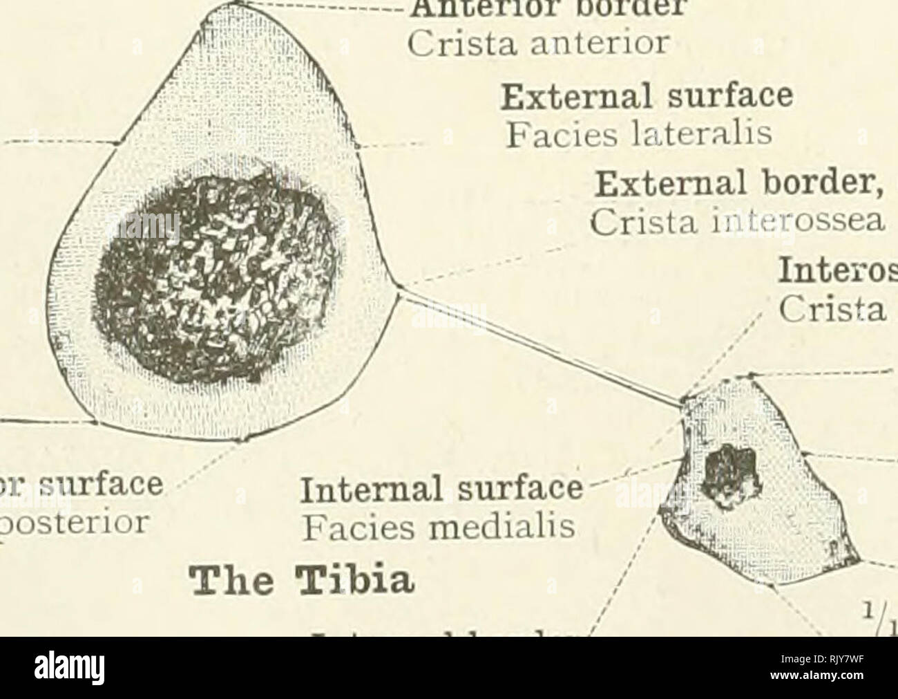 . An atlas of human anatomy for students and physicians. Anatomy. 138 ...
