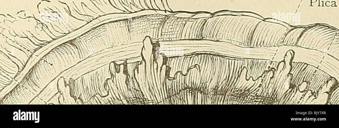 Transverse Mesocolon High Resolution Stock Photography and Images - Alamy
