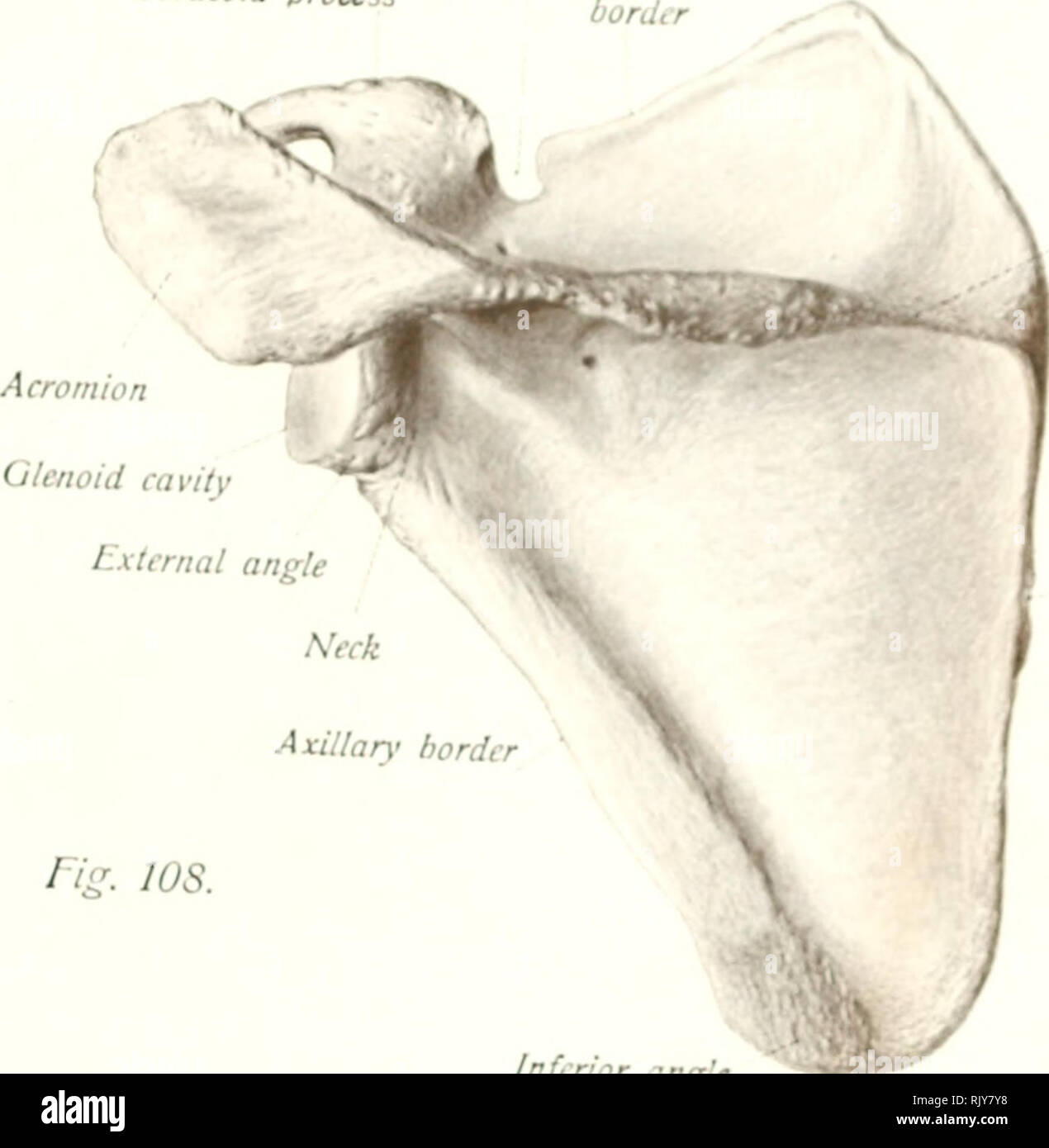 Inferior Articular Process High Resolution Stock Photography and Images ...