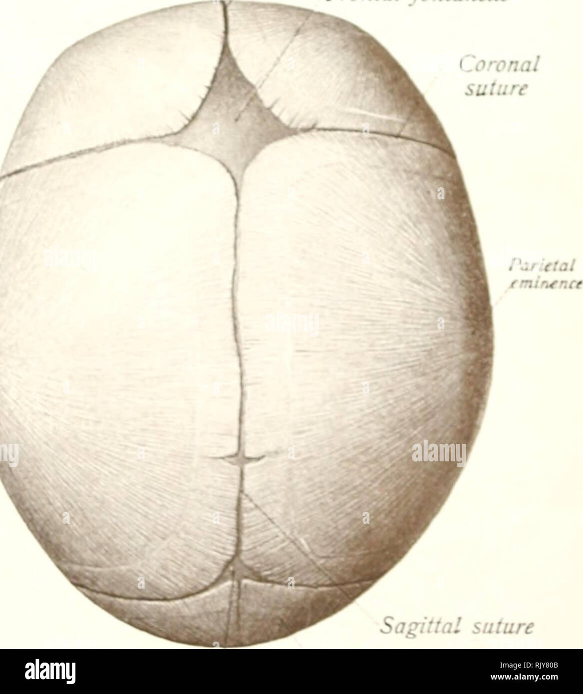 Squamous suture hi-res stock photography and images - Alamy