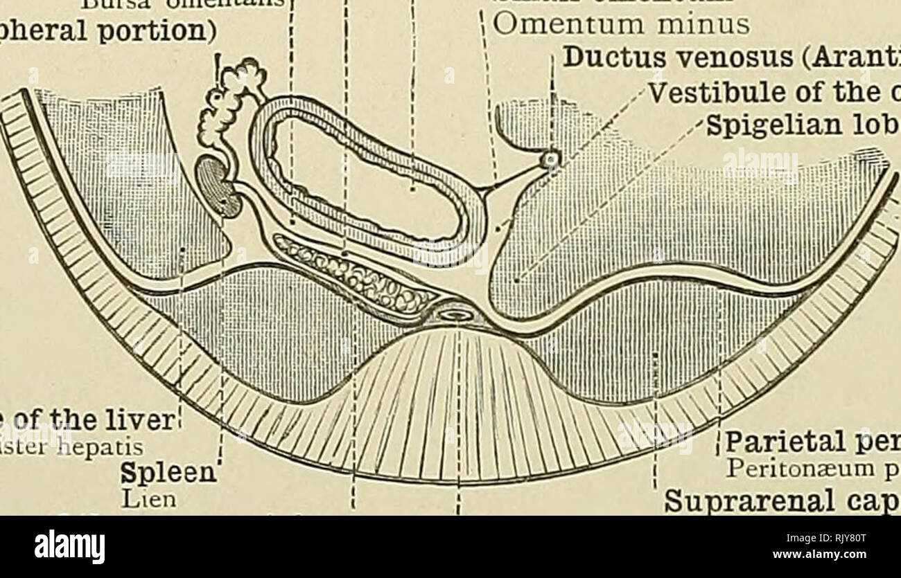 Parietal Peritoneum Frog