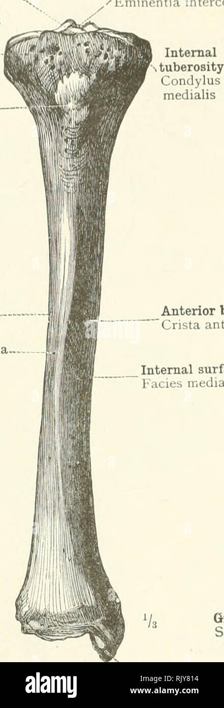 . An atlas of human anatomy for students and physicians. Anatomy. 136 ...
