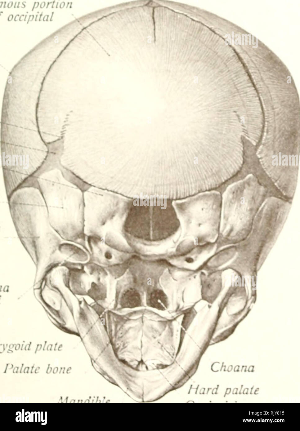 Mendosa hi-res stock photography and images - Alamy