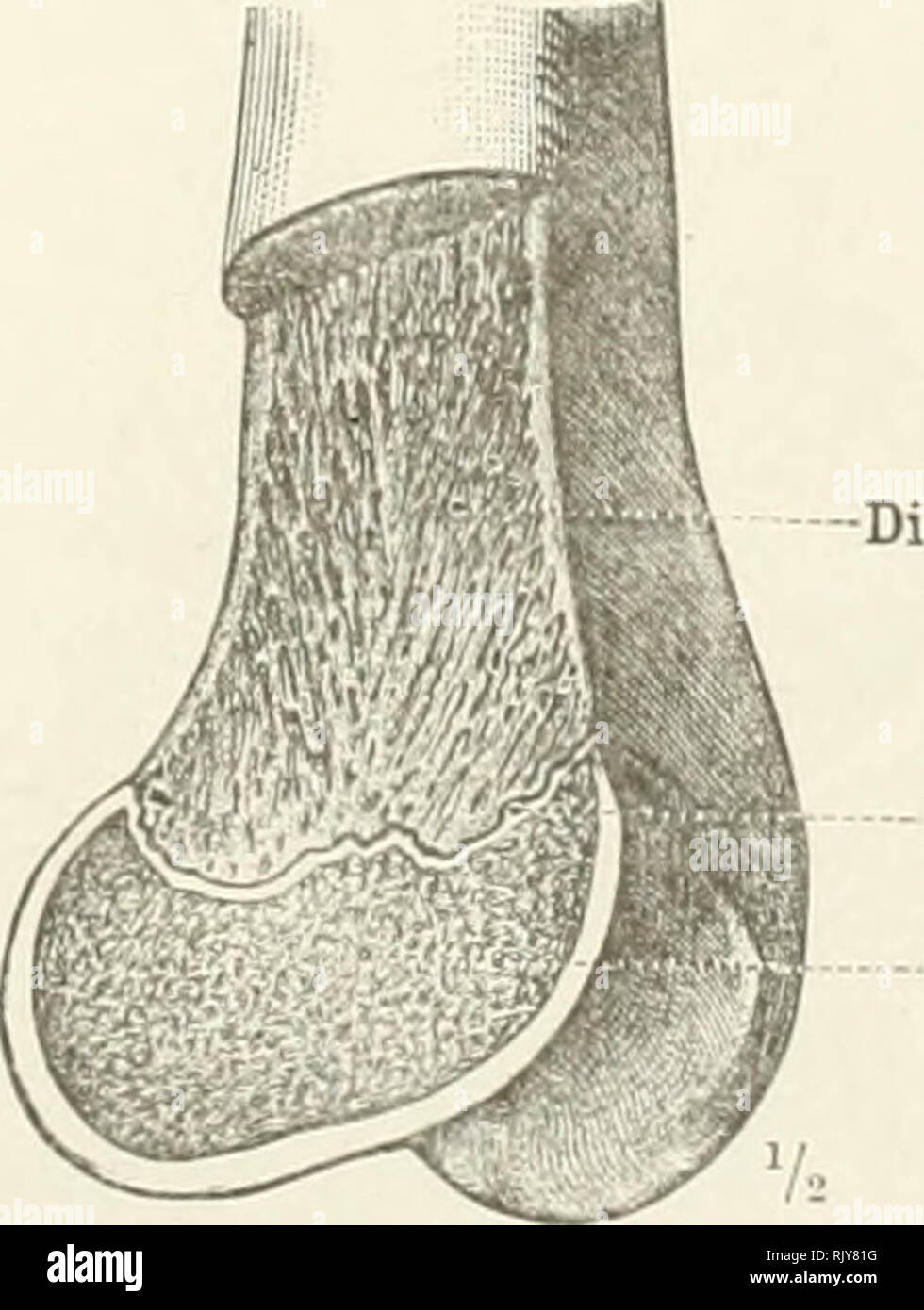 . An atlas of human anatomy for students and physicians. Anatomy ...
