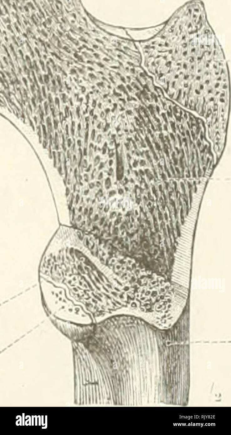 . An atlas of human anatomy for students and physicians. Anatomy ...