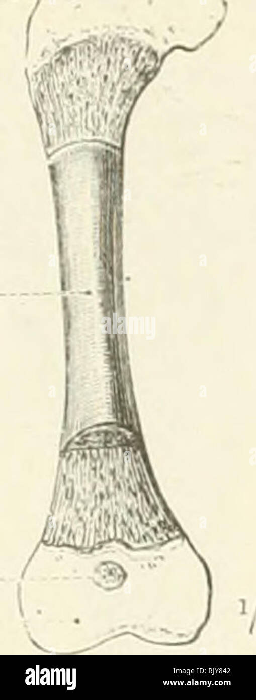 . An atlas of human anatomy for students and physicians. Anatomy. THE ...