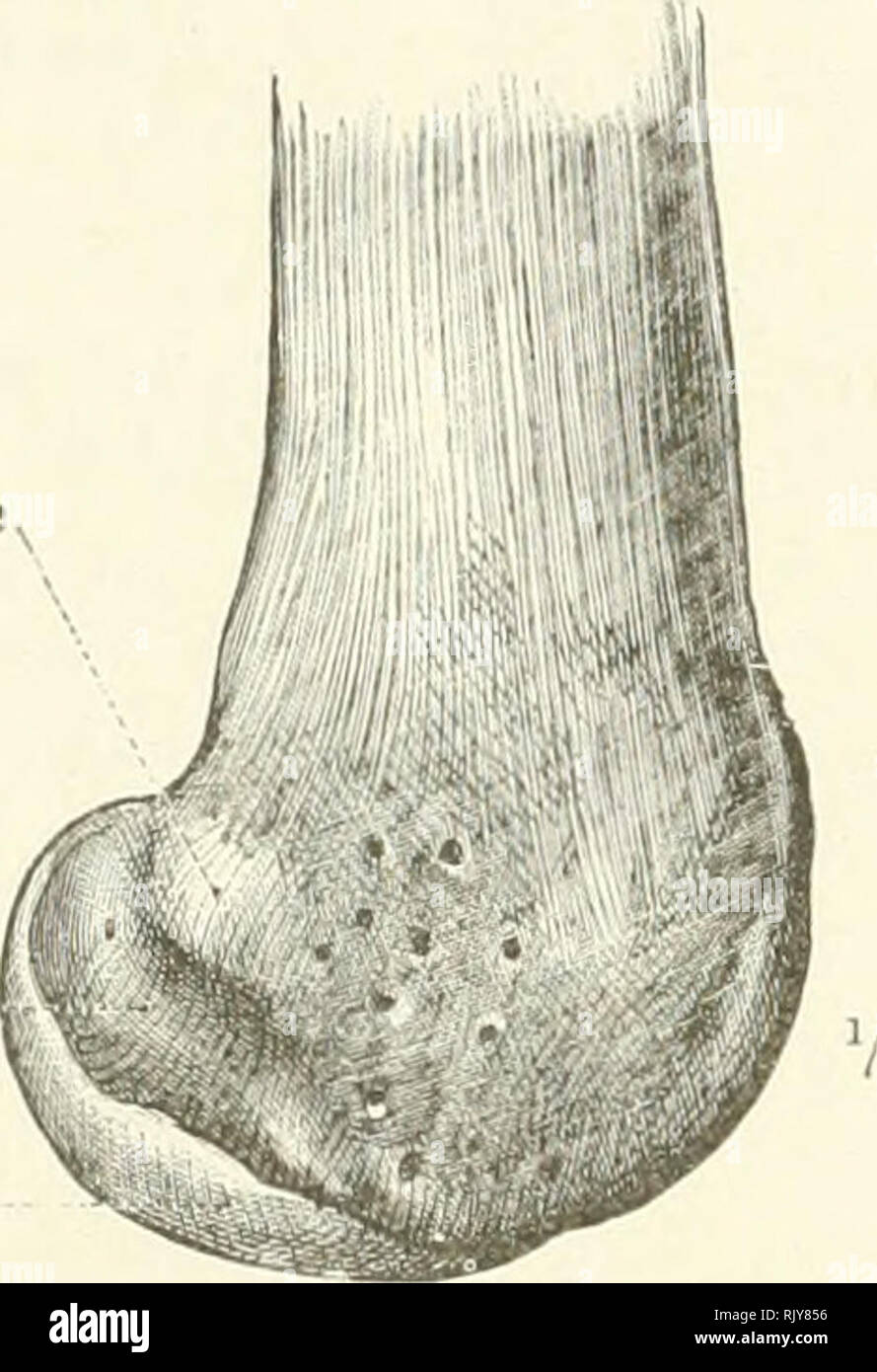 . An atlas of human anatomy for students and physicians. Anatomy. Great ...