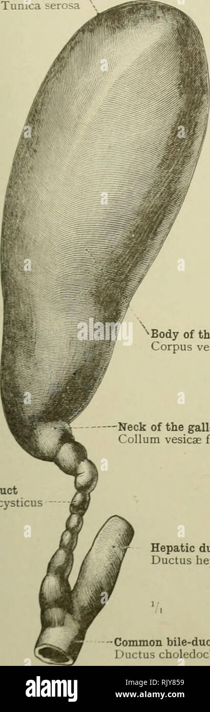 . An atlas of human anatomy for students and physicians. Anatomy. I ft ...
