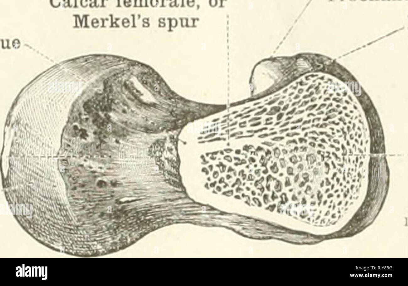 . An atlas of human anatomy for students and physicians. Anatomy. 134 ...