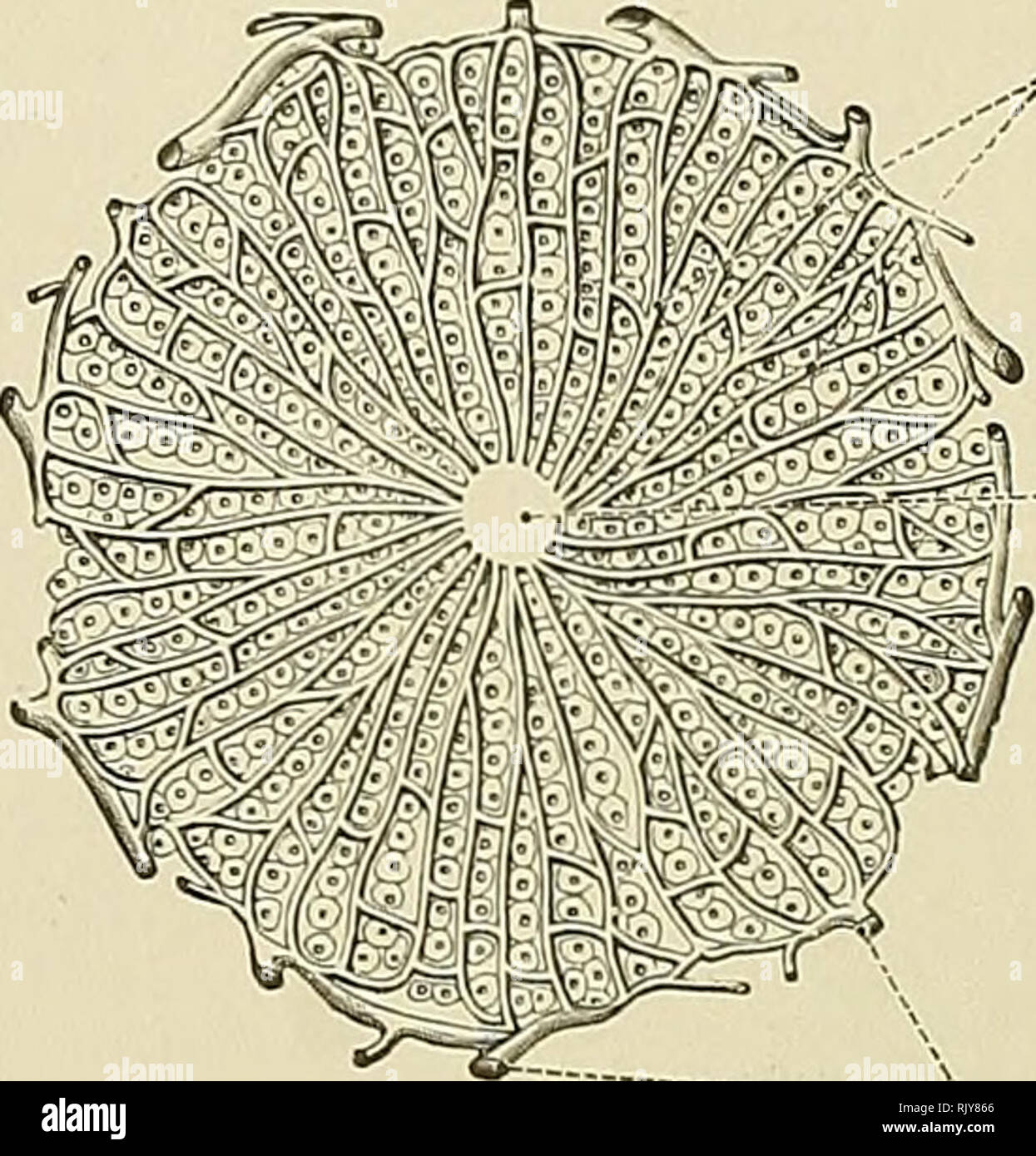 . An atlas of human anatomy for students and physicians. Anatomy ...