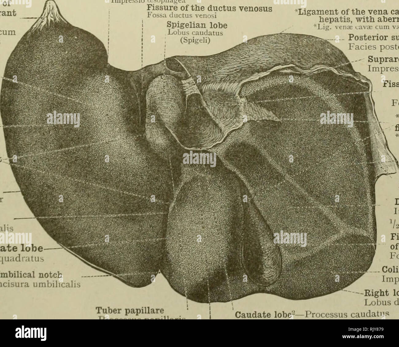 . An atlas of human anatomy for students and physicians. Anatomy. Upper ...
