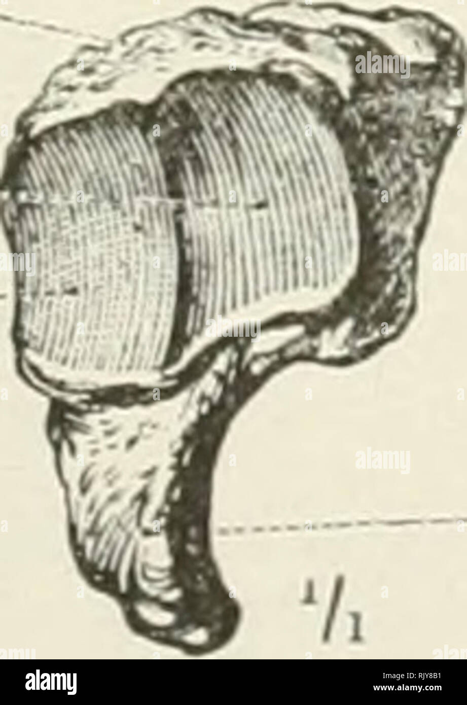 . An atlas of human anatomy for students and physicians. Anatomy ...