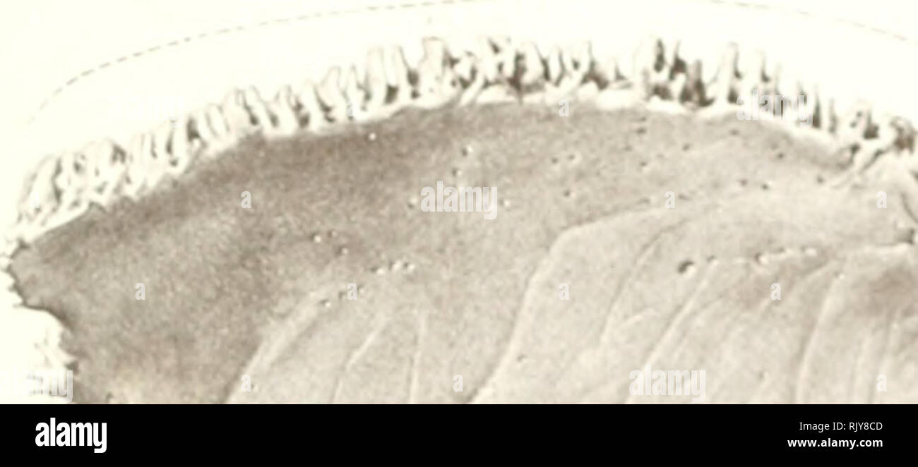 . Atlas and text-book of human anatomy. Anatomy -- Atlases. trontal ...