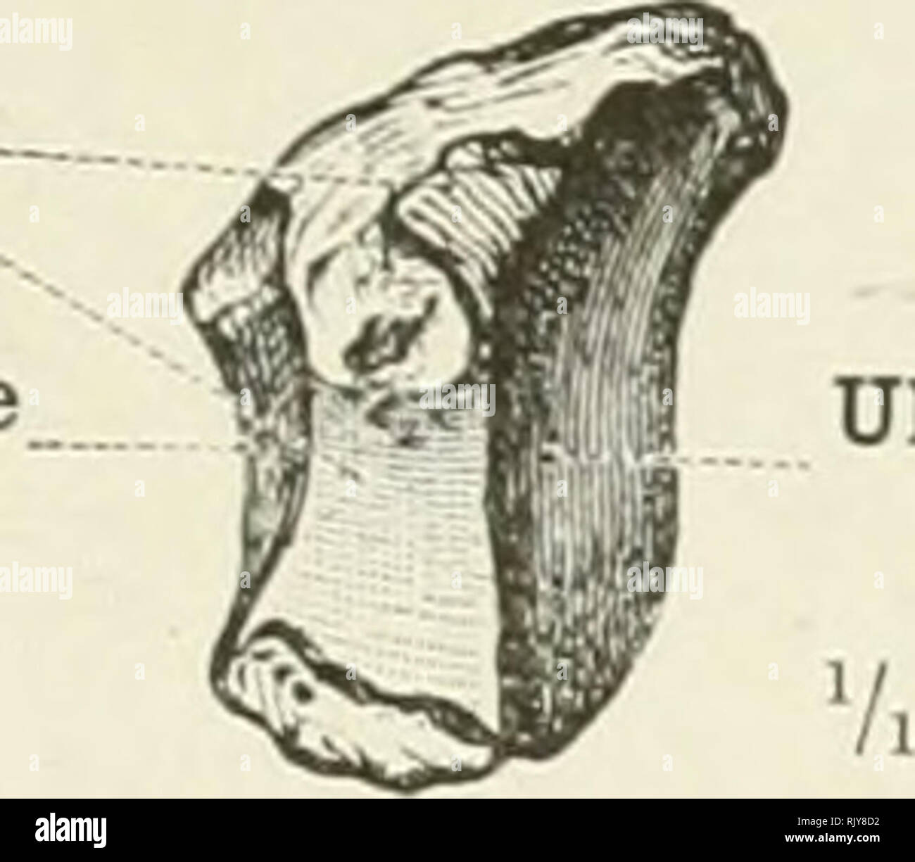 . An atlas of human anatomy for students and physicians. Anatomy ...