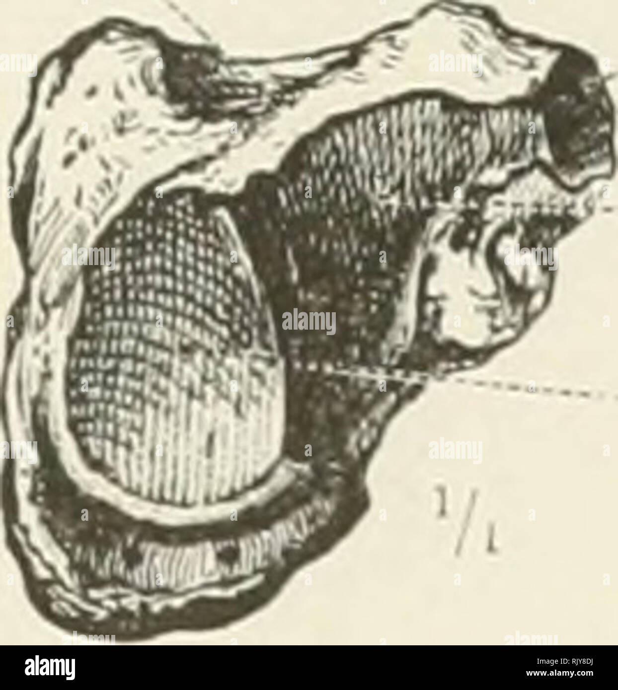 . An atlas of human anatomy for students and physicians. Anatomy ...