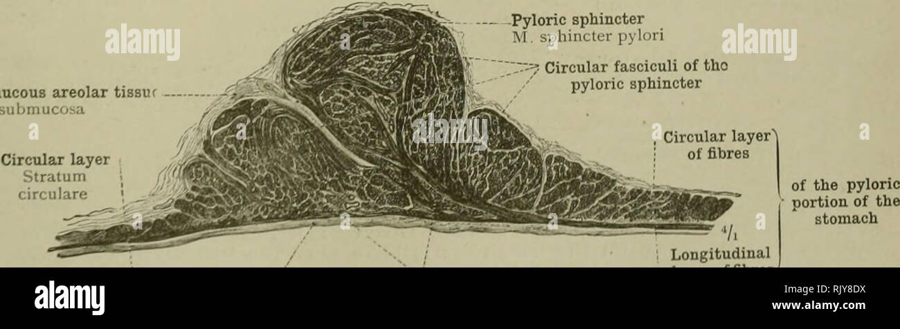 Pyloric Sphincter Stock Photos & Pyloric Sphincter Stock Images - Alamy