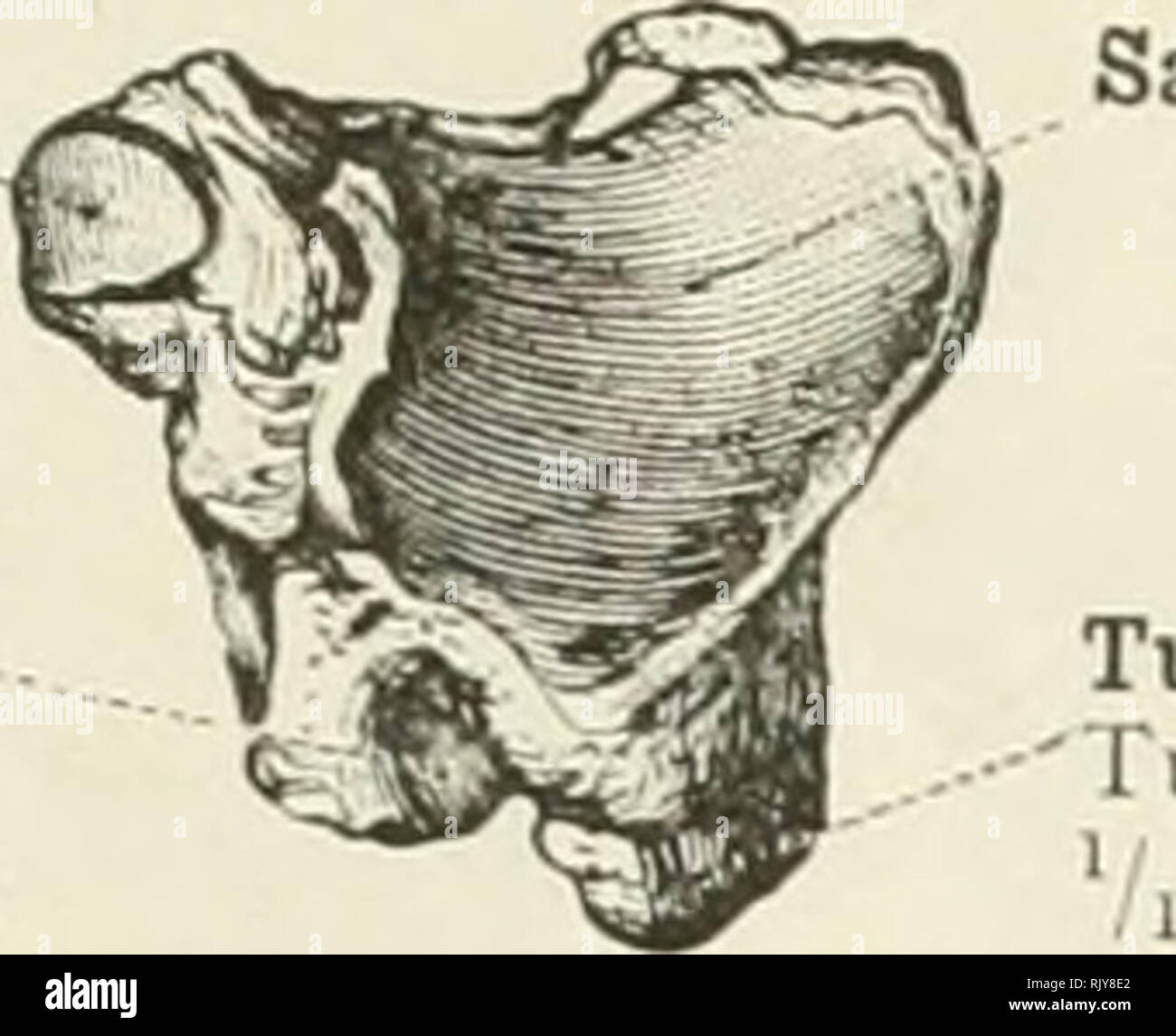 . An atlas of human anatomy for students and physicians. Anatomy. THE ...