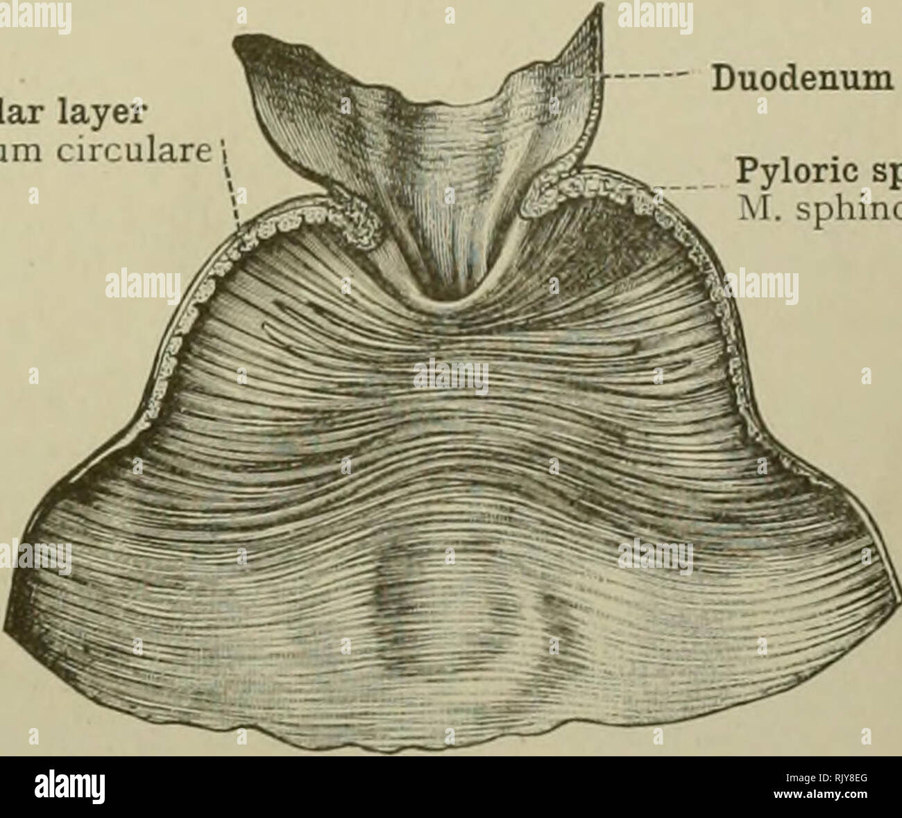 Pyloric Sphincter Stock Photos & Pyloric Sphincter Stock Images - Alamy