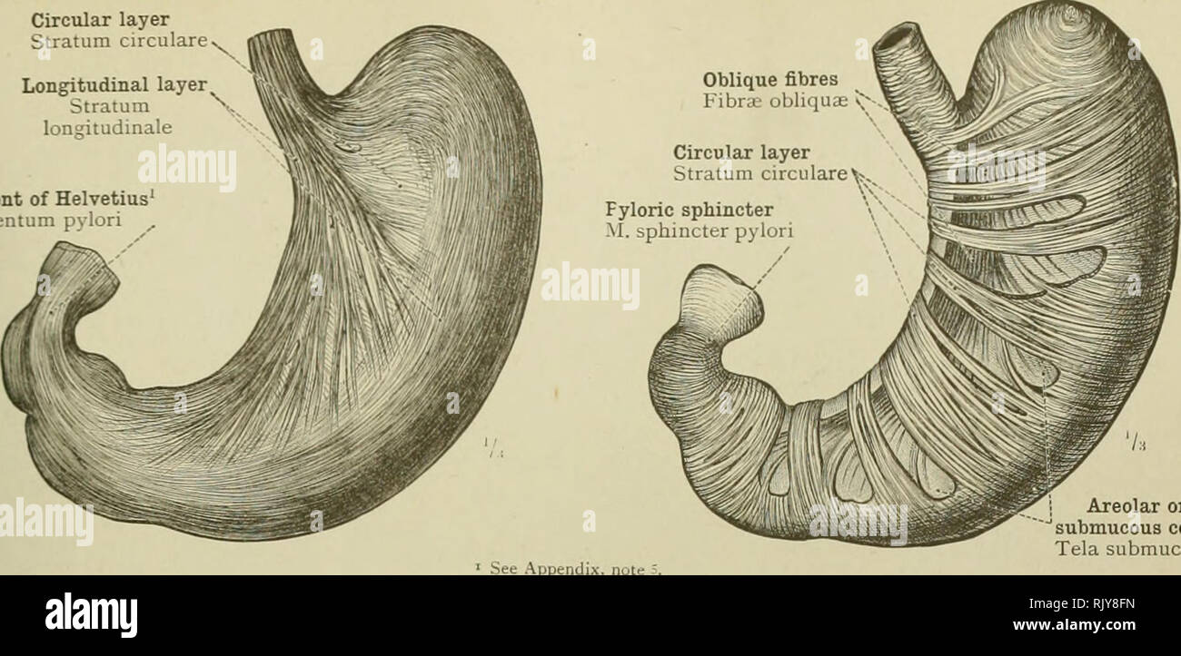 . An atlas of human anatomy for students and physicians. Anatomy ...
