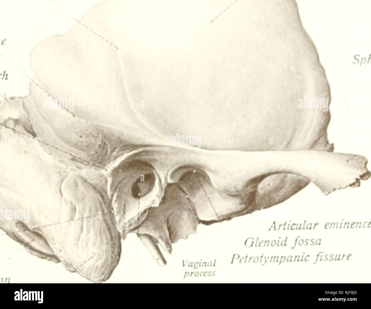 . Atlas and text-book of human anatomy. Anatomy -- Atlases. Parietal ...