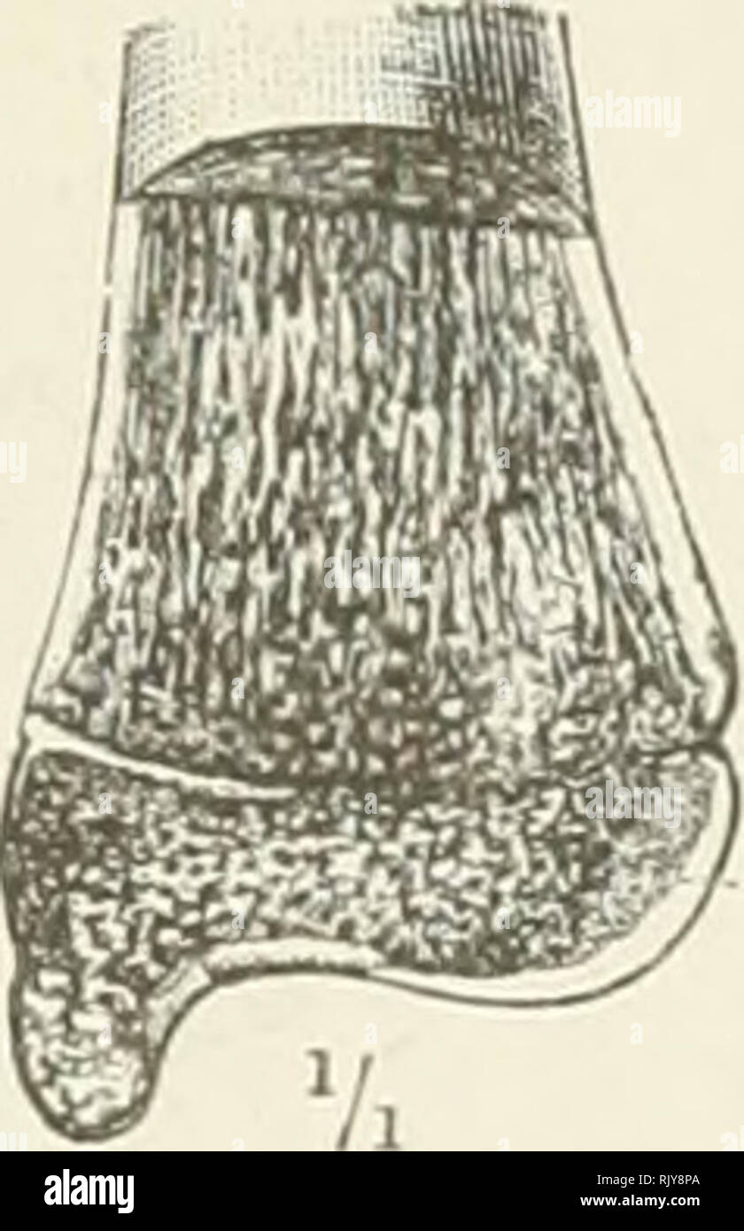 . An atlas of human anatomy for students and physicians. Anatomy ...