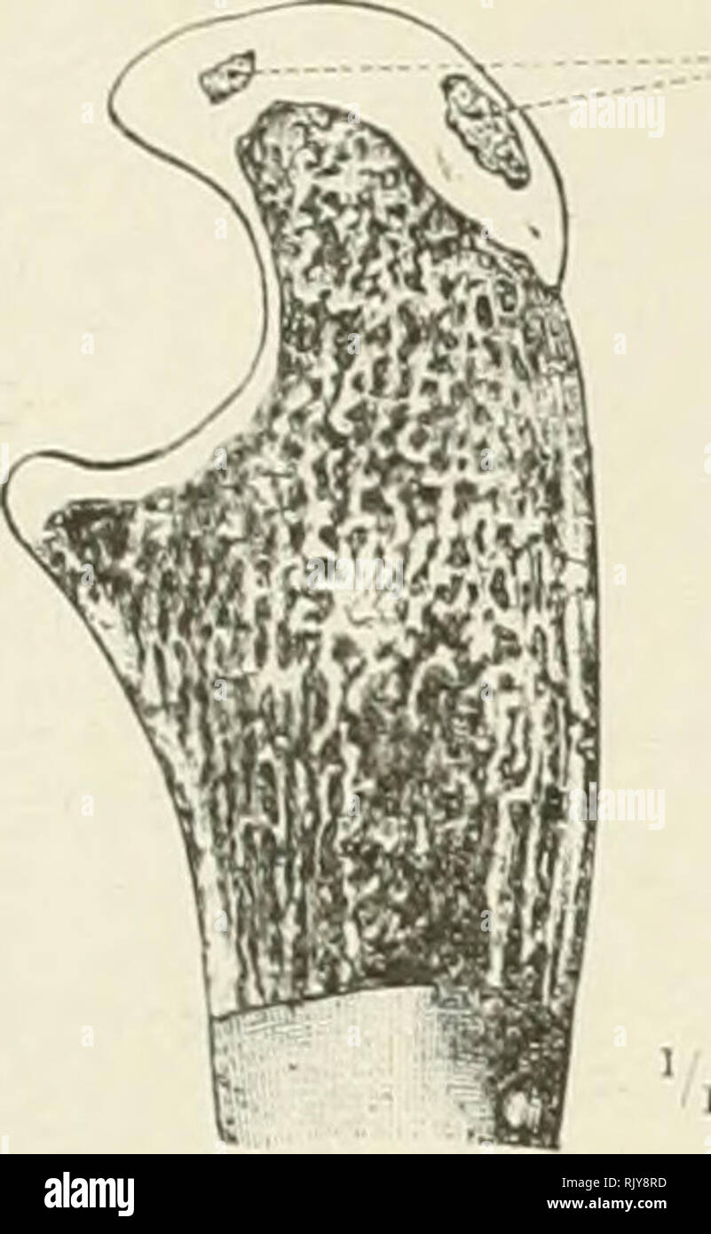 . An atlas of human anatomy for students and physicians. Anatomy. THE ...