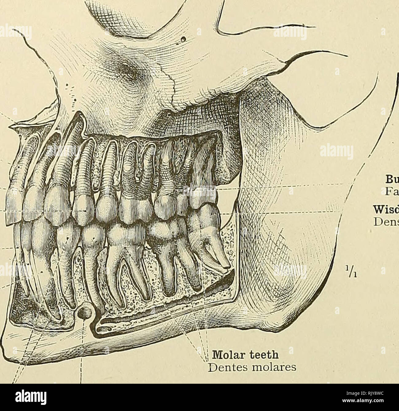 . An atlas of human anatomy for students and physicians. Anatomy. 430 ...