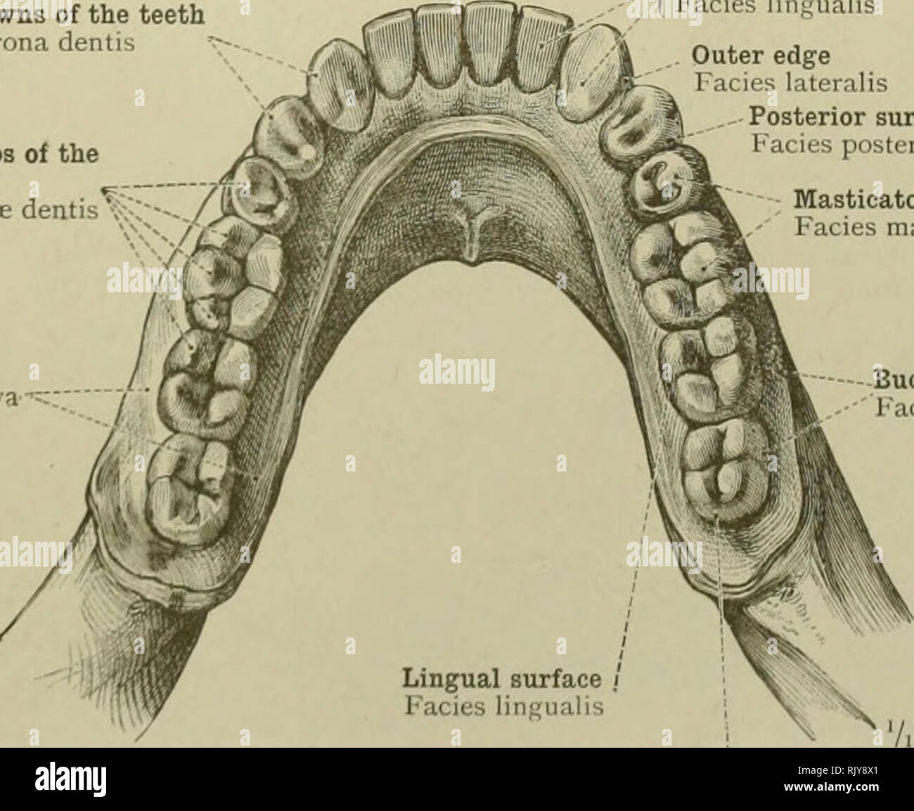. An atlas of human anatomy for students and physicians. Anatomy. 18-25 ...