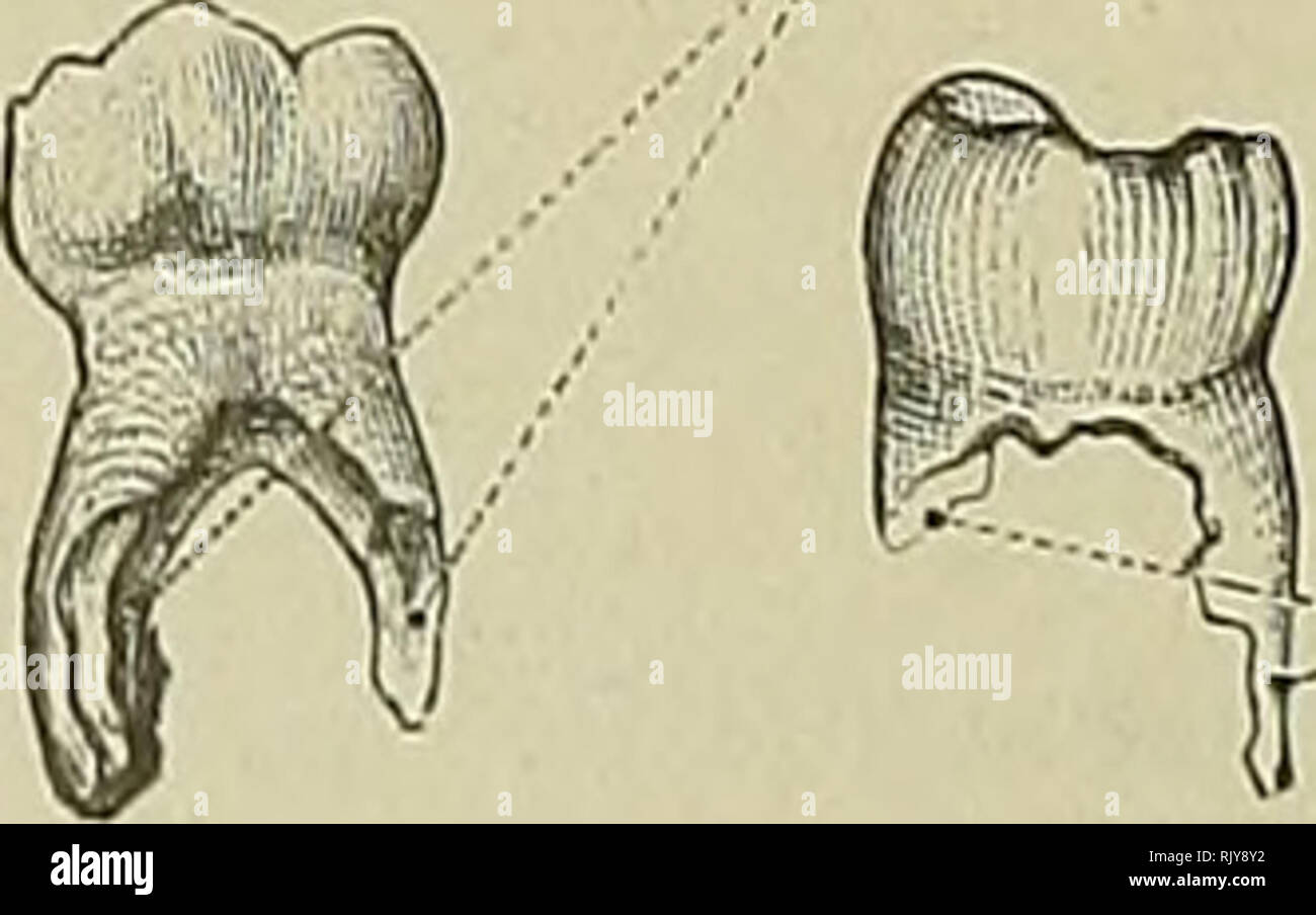 . An atlas of human anatomy for students and physicians. Anatomy. Areas ...