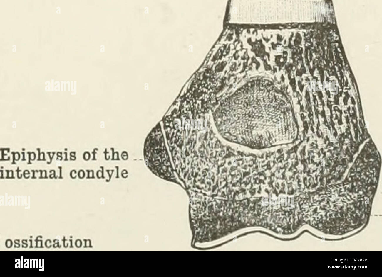 . An atlas of human anatomy for students and physicians. Anatomy. C ...