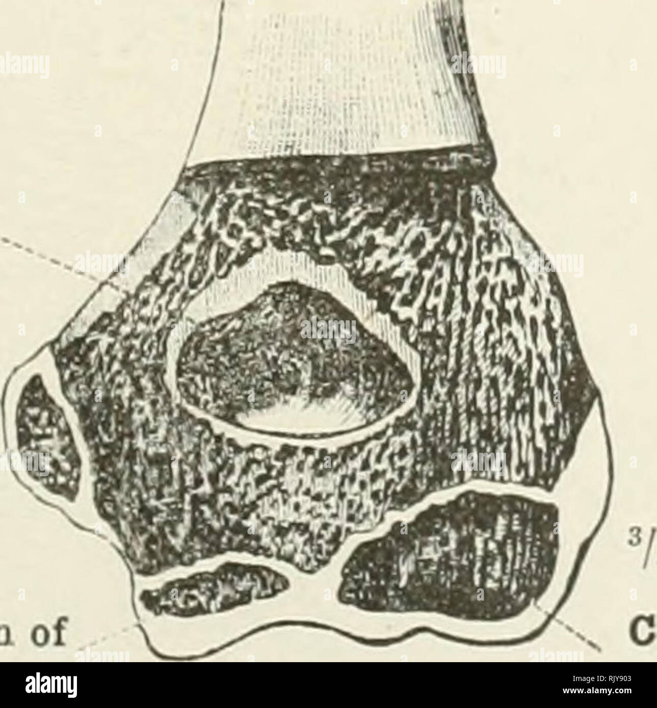 Rosa tr hi-res stock photography and images - Alamy