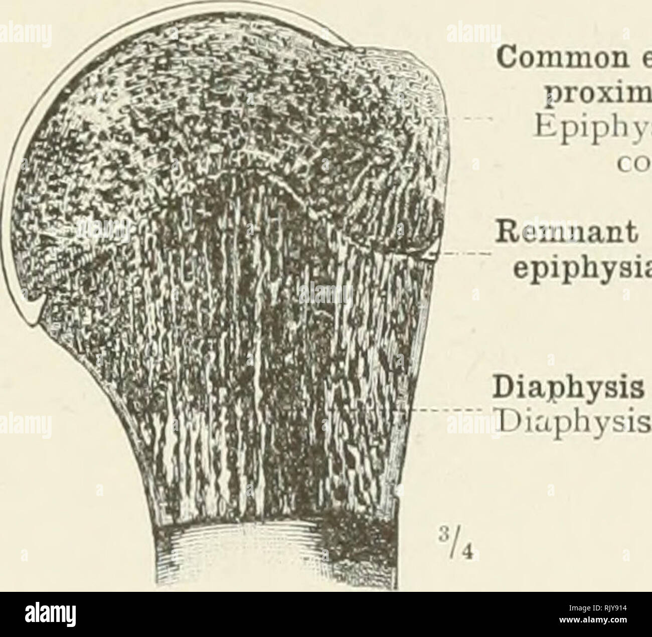 . An atlas of human anatomy for students and physicians. Anatomy ...