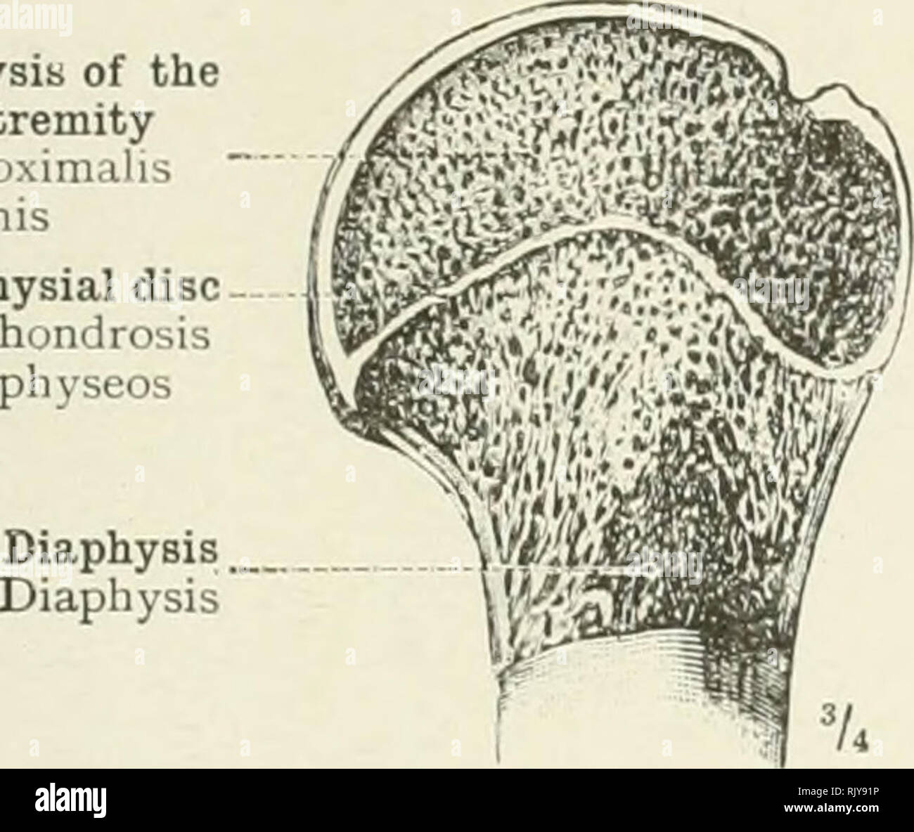 . An atlas of human anatomy for students and physicians. Anatomy. Fig ...