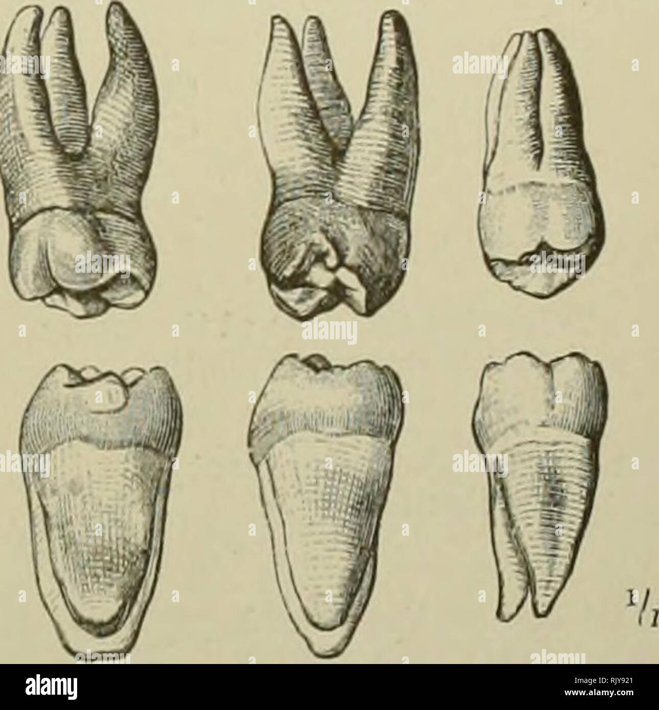 . An atlas of human anatomy for students and physicians. Anatomy ...