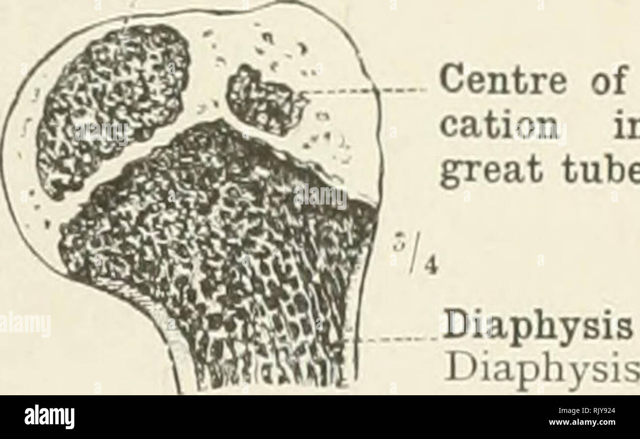. An atlas of human anatomy for students and physicians. Anatomy. THE ...